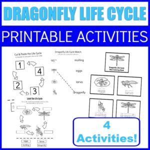 Dragonfly Life Cycle for Kids