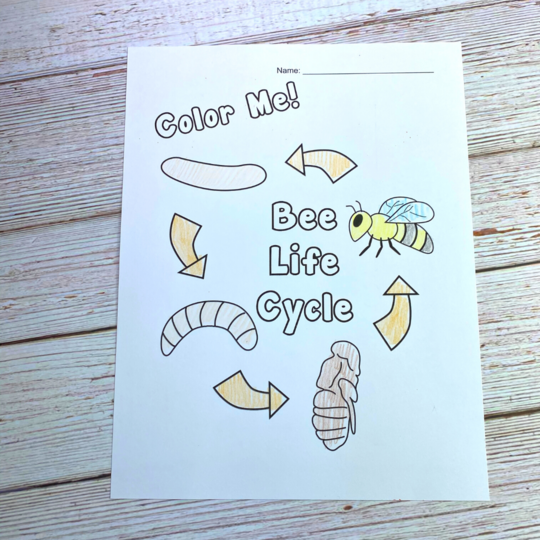 Life Cycle of a Bee – Homeschool Preschool Shop