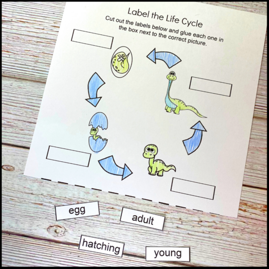 Life Cycle of a Dinosaur – Homeschool Preschool Shop