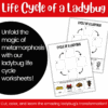 Life Cycle of a Ladybug Worksheet – Homeschool Preschool Shop