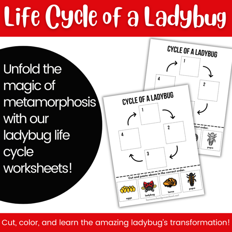 Life Cycle of a Ladybug Worksheet – Homeschool Preschool Shop