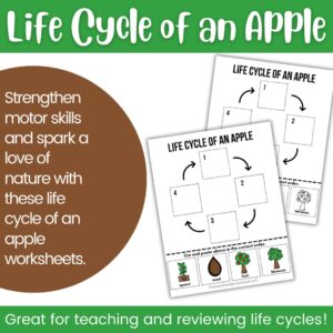 Life Cycle of an Apple Worksheet – Homeschool Preschool Shop